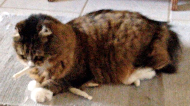 Catnip joints for cats | Boing Boing