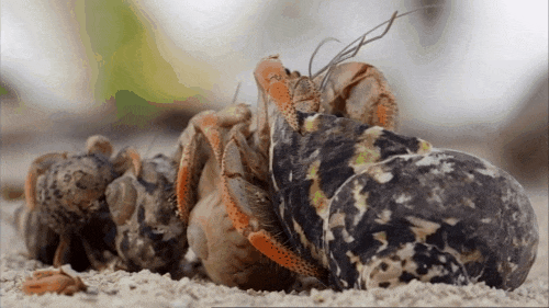 Hermit crabs line up in order of size to swap and upgrade shells with one another - Boing Boing