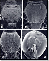 Insect species named after Star Wars characters - Boing Boing