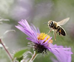 Macrofocus photos of bees - Boing Boing