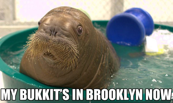 Alaskan baby walrus seeks bukkit in New York - Boing Boing