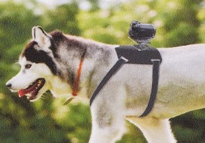 Dog camera harness - Boing Boing