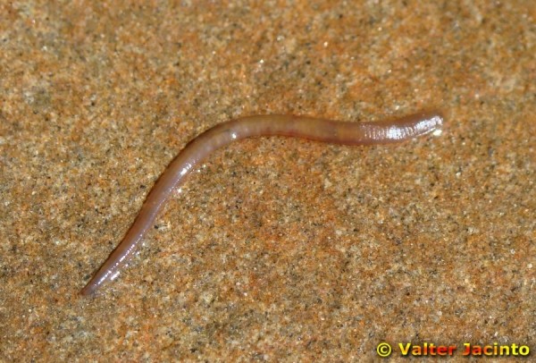 What Leeches And Ligers Can Teach You About Evolution Boing Boing