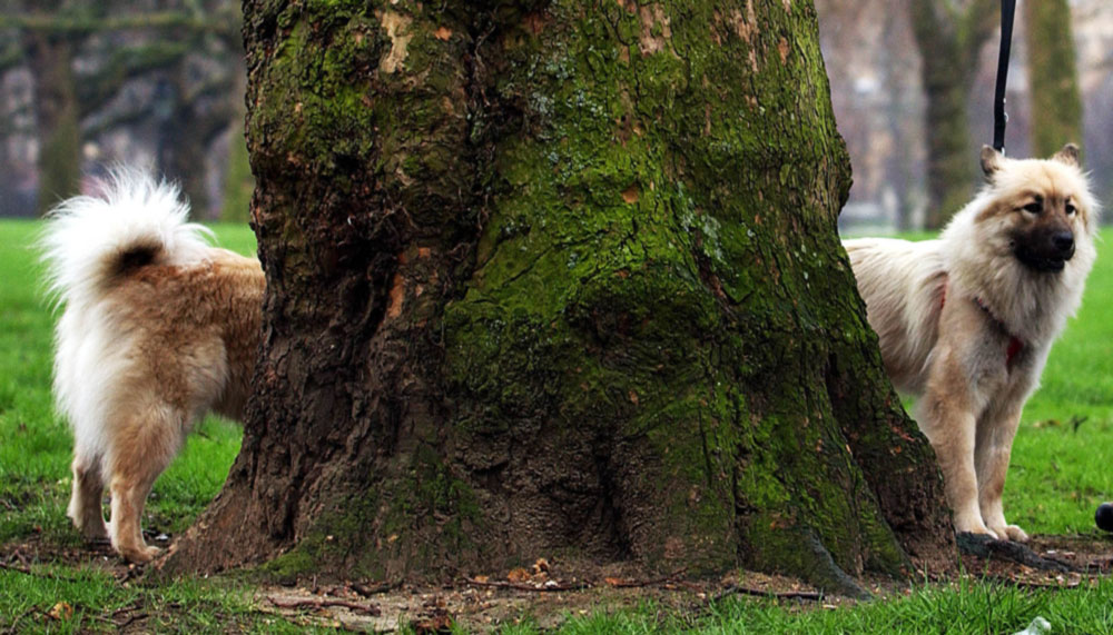 The longest dog - Boing Boing