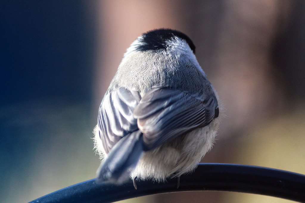 Carolina Chickadee - Boing Boing