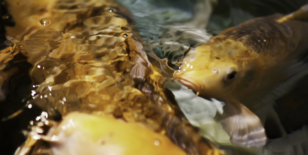 Koi, a photo shared in the Boing Boing Flickr Pool - Boing Boing