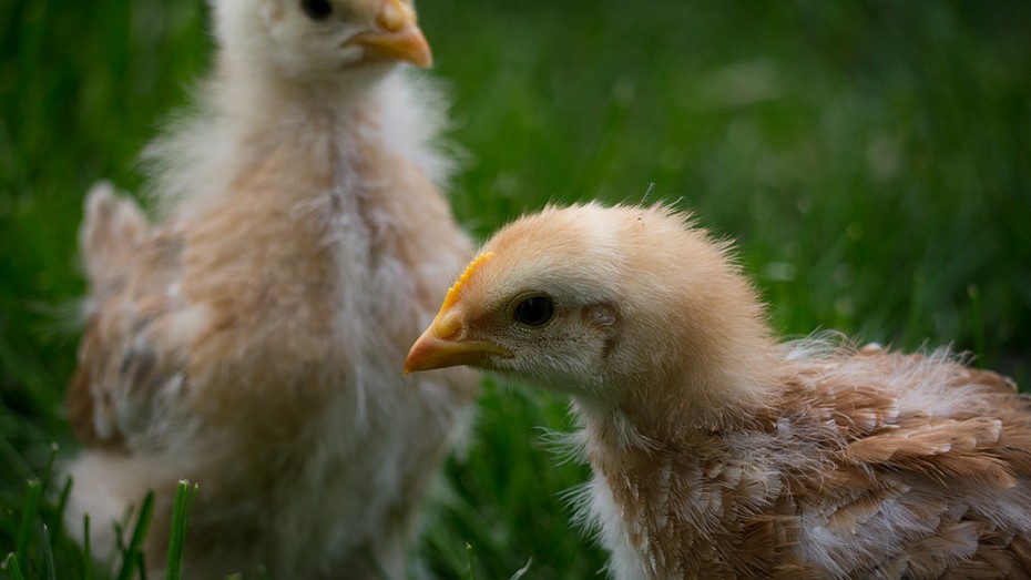 Hot Chicks Boing Boing Flickr Pool Boing Boing