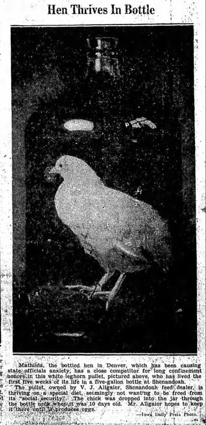 Bonsai chickens - Boing Boing