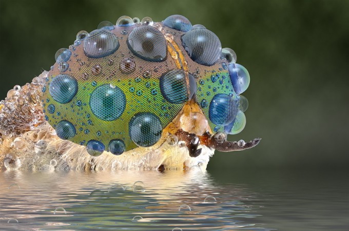 Extreme close-ups of bug eyes transform them into psychedelic ...