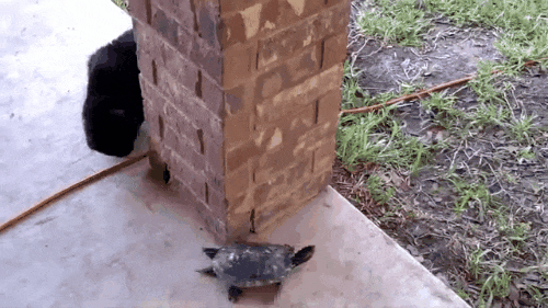 Cat vs. Turtle vs. Cat - Boing Boing