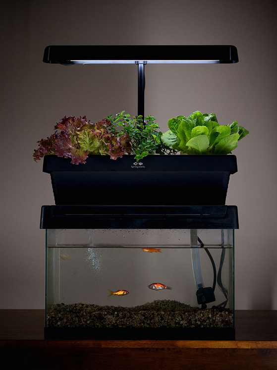 Desktop aquaponics system turns your fish tank into a garden - Boing Boing