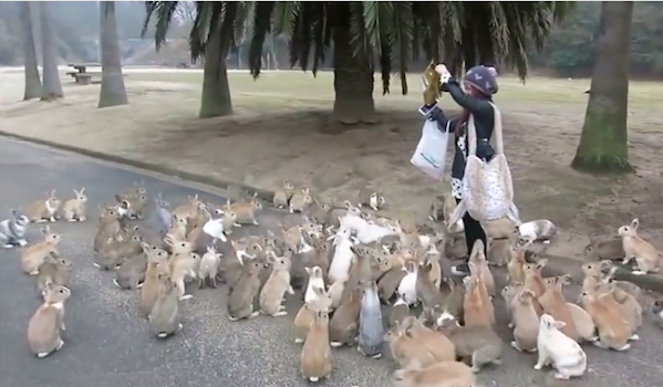 Watch bunnies swarm a tourist on Japan's Rabbit Island - Boing Boing
