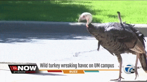 Turkey terrorizing college campus - Boing Boing
