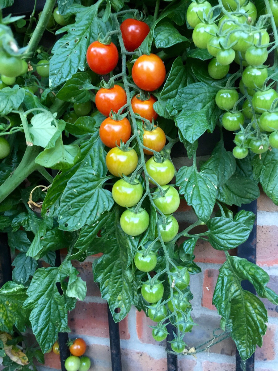Living tomato ripeness chart - Boing Boing