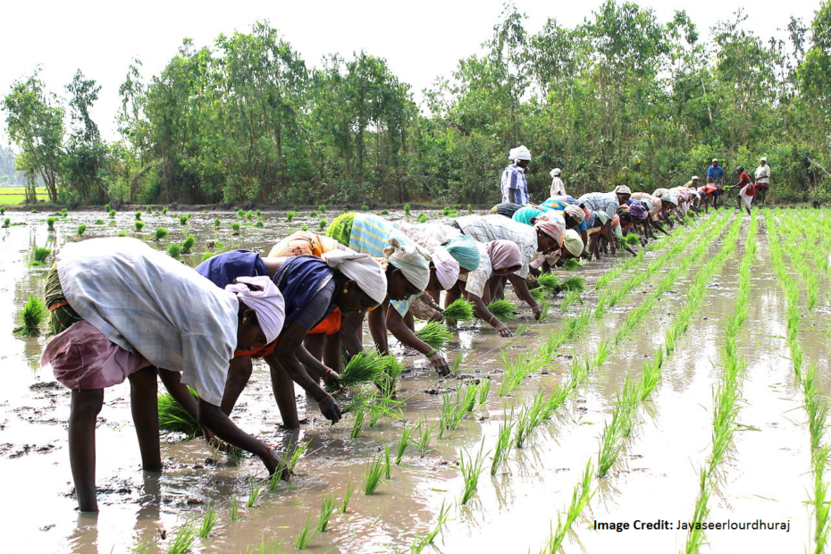 Watch: rice transplantation machine at work - Boing Boing