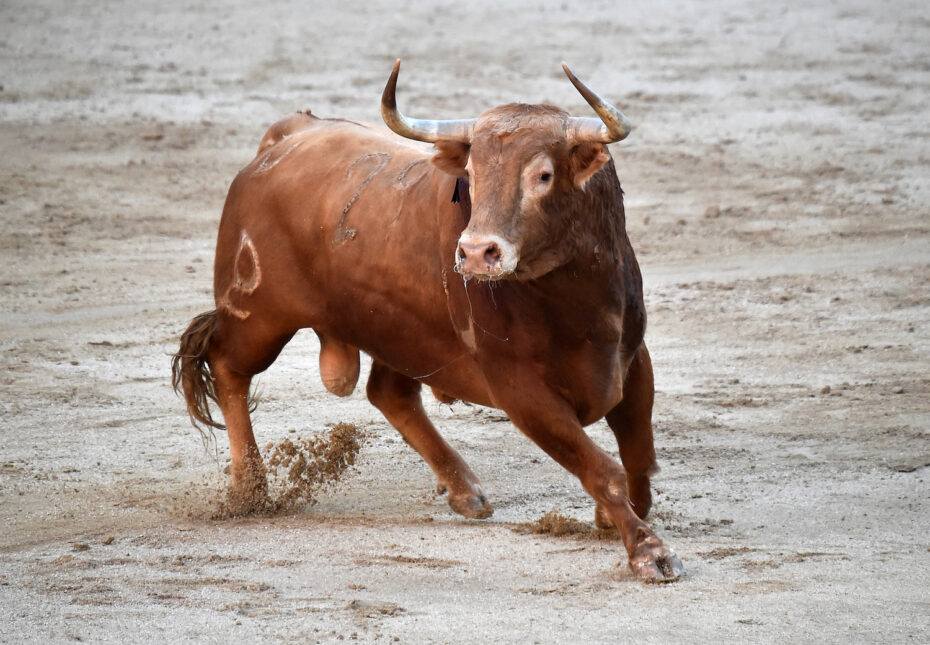 Watch: Bull escapes rodeo pen and runs wildly through crowd - Boing Boing
