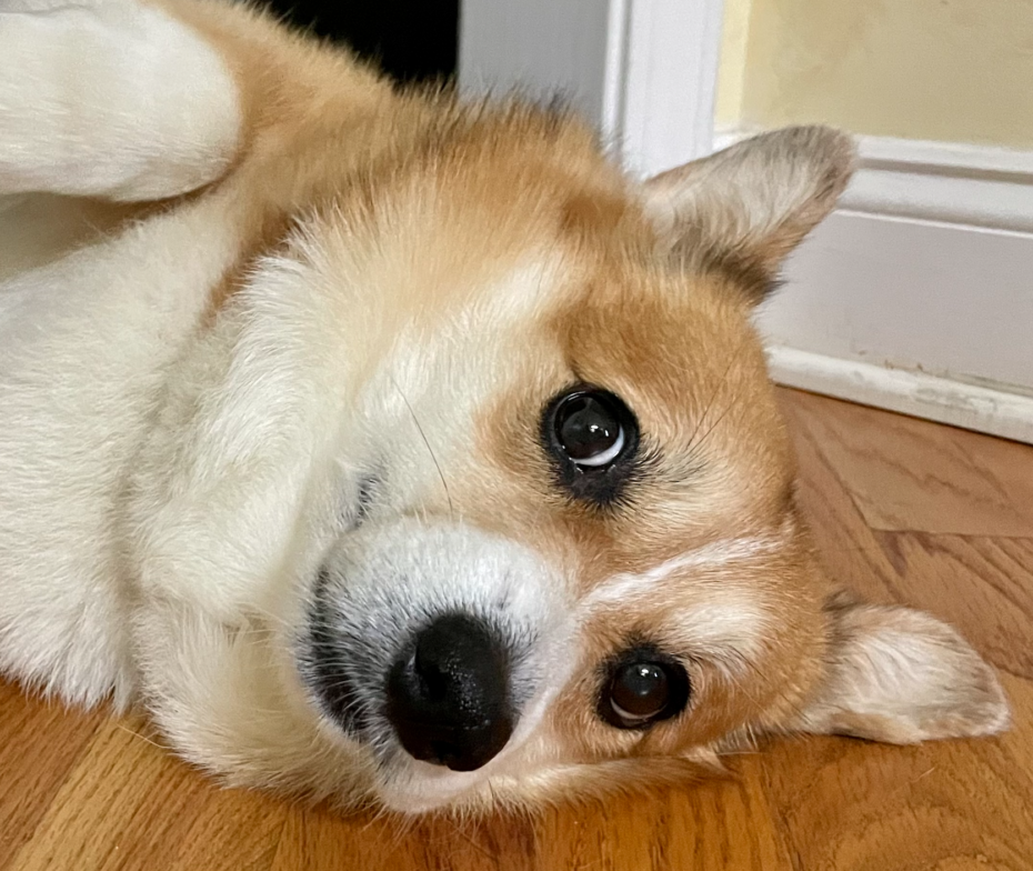 Disapproving Corgis - Boing Boing