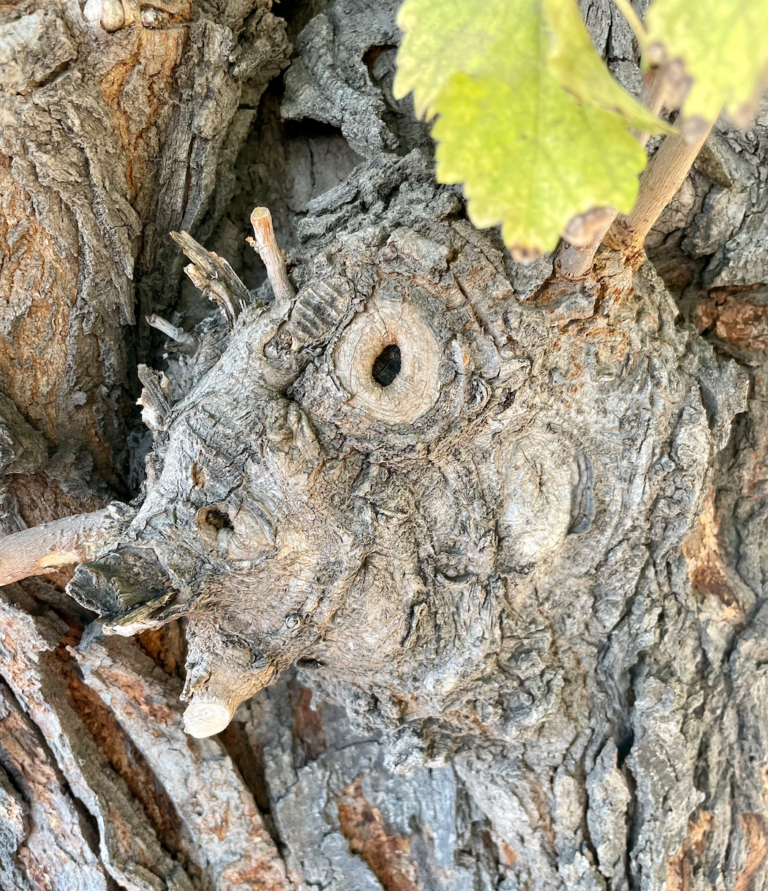 Check out all of these fascinating trees! - Boing Boing