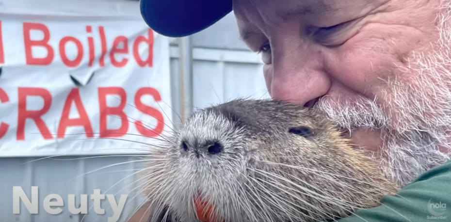 Neuty the nutria has had a wild ride this week! - Boing Boing