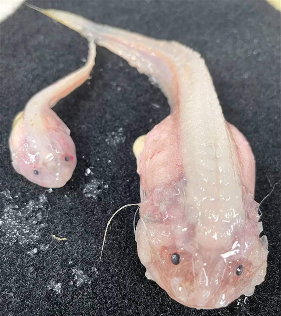 These are the world's deepest fish ever filmed and caught (video ...