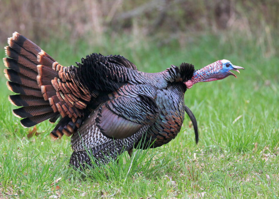 Humans gobble at a turkey, and it gobbles right back at them in amusing ...