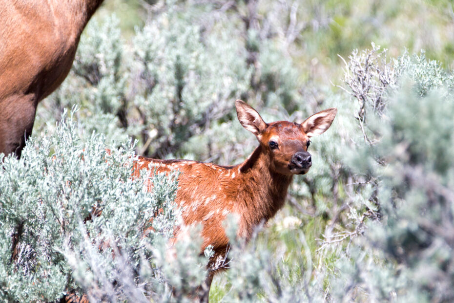 Tourists put baby elk in their car and take it for a drive at Yellowstone National Park - Boing ...