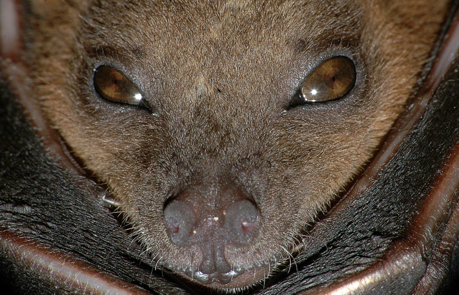 Watch and learn about bats on the Bat World Sanctuary livecam