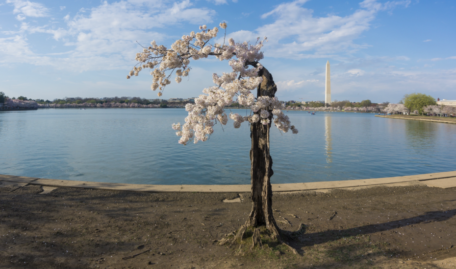 An afterlife for beloved DC cherry tree Stumpy - Boing Boing An afterlife for beloved DC cherry tree Stumpy - Boing Boing