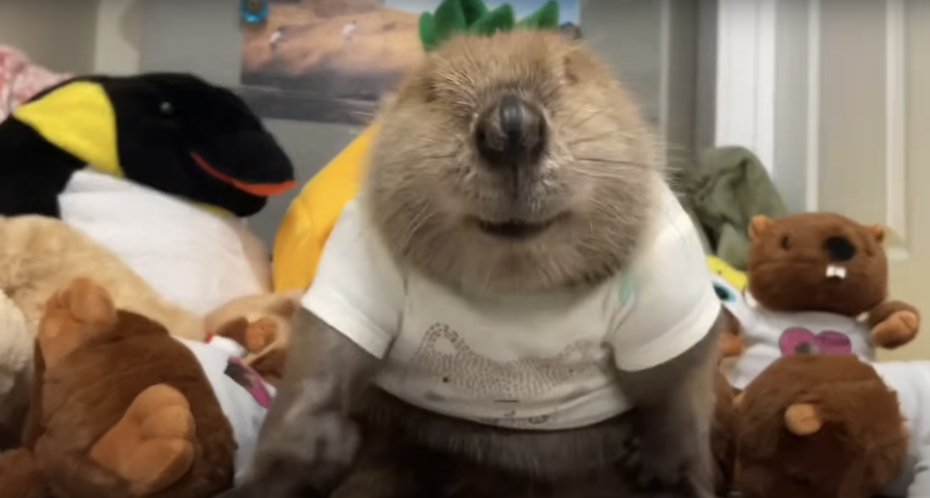 Adorable rescue beaver wears a onesie - Boing Boing