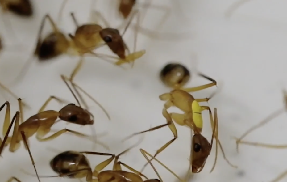 Ants perform surgical amputations on other ants - Boing Boing