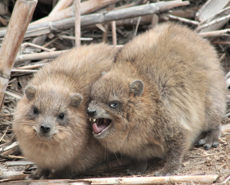 Rock hyraxes resemble rodents but are related to elephants - Boing Boing
