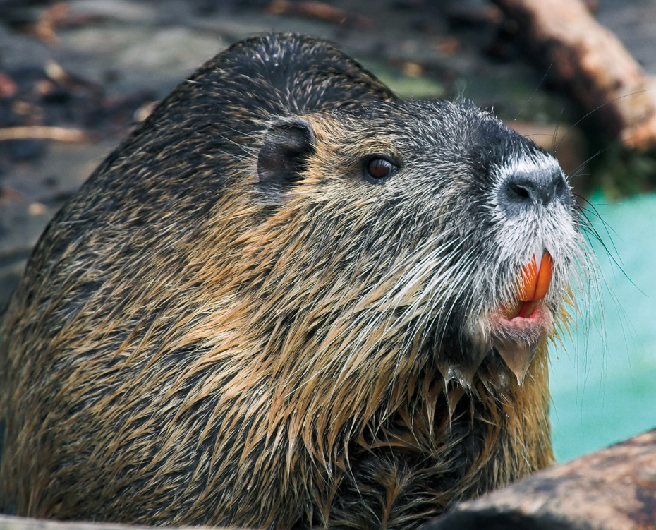Neuty the nutria gets a treat after surviving Hurricane Francine ...