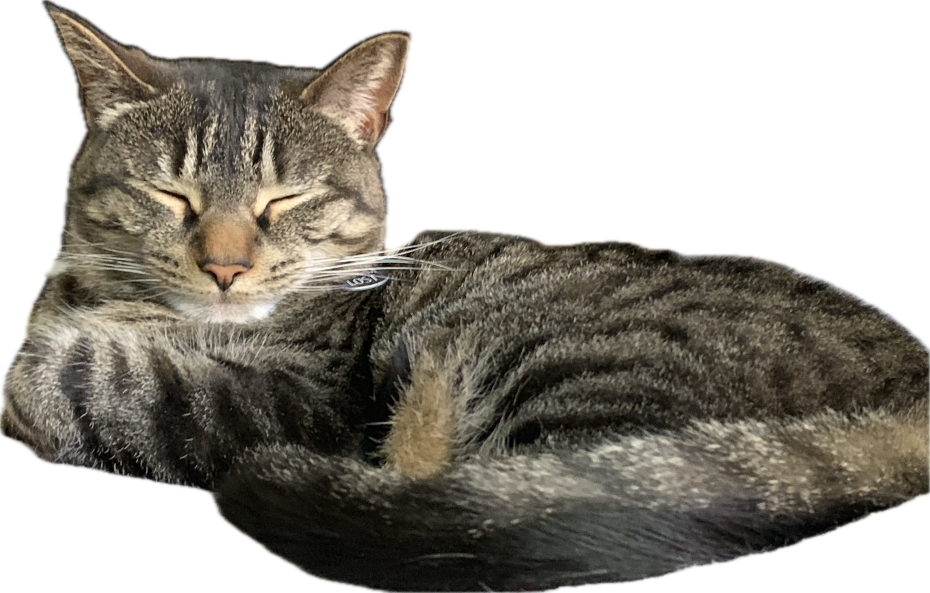 Study confirms what all cat owners know - Boing Boing