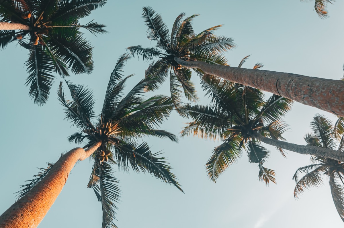 Peru’s seven-headed palm: tree of prophecy - Boing Boing