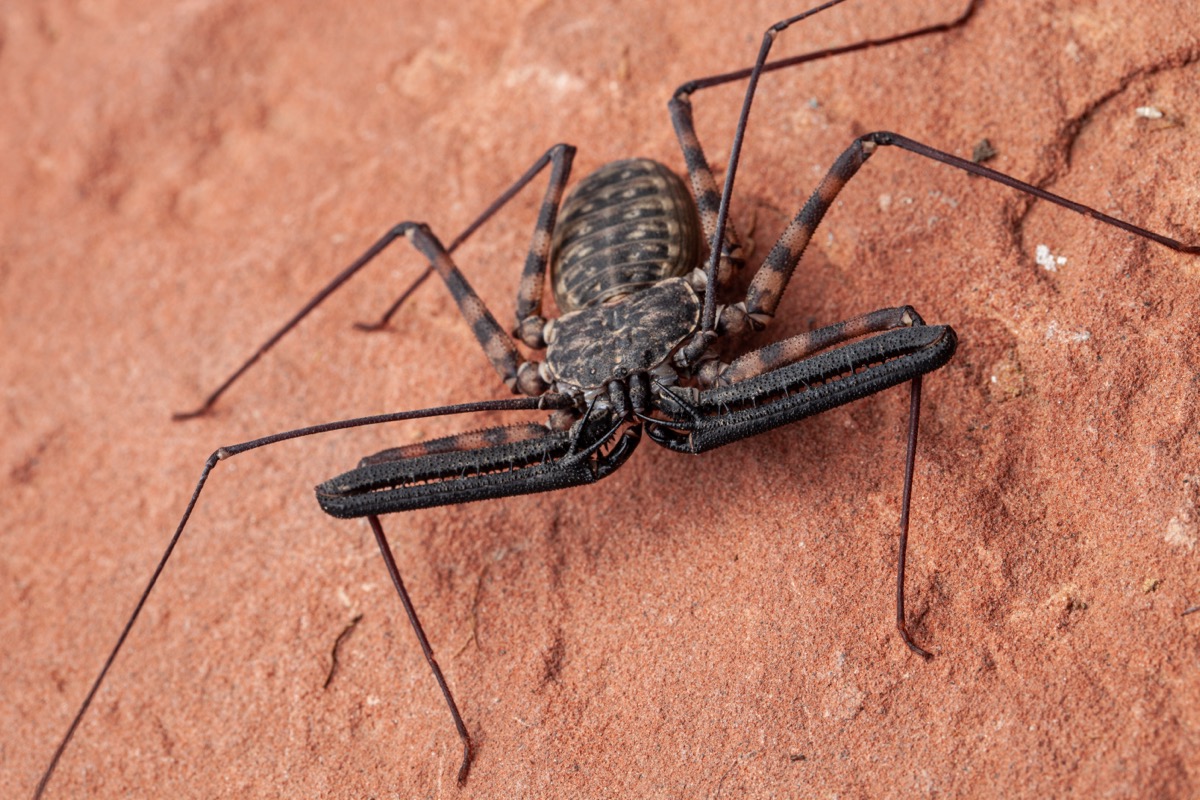 Tailless whip scorpion under microscope: a look at the gentle giant of ...