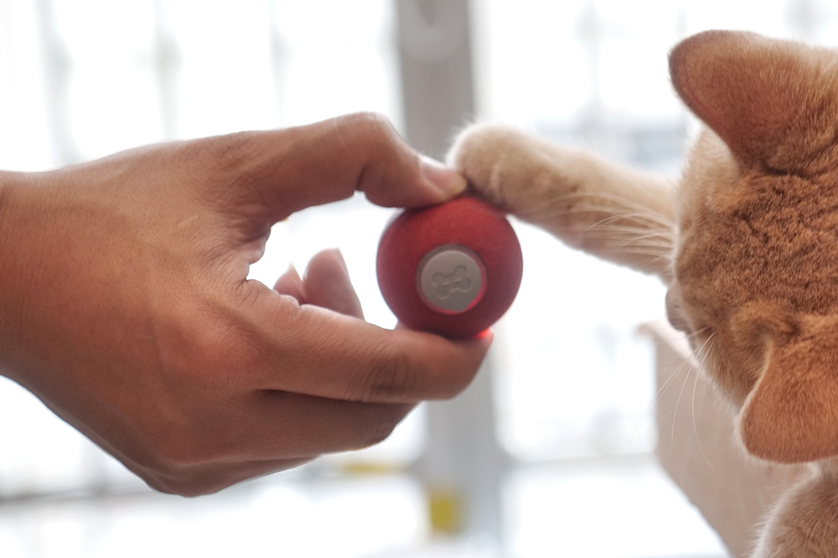 Purr-suit of happiness starts with this rolling cat toy - Boing Boing