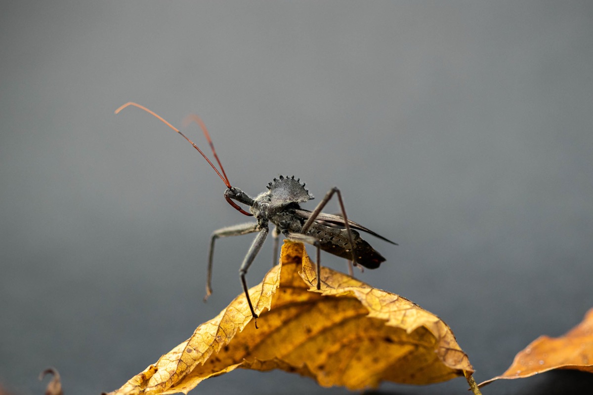 Man handles venomous wheel bug with bare hands while warning of its ...