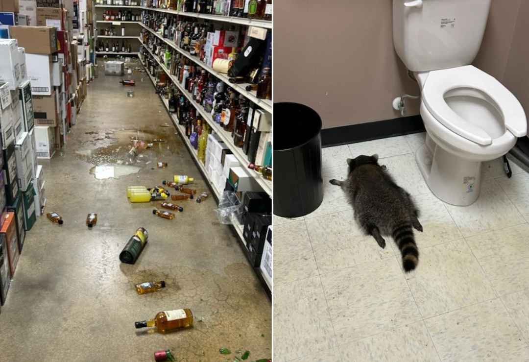 Trashed trash panda trashes liquor store - Boing Boing